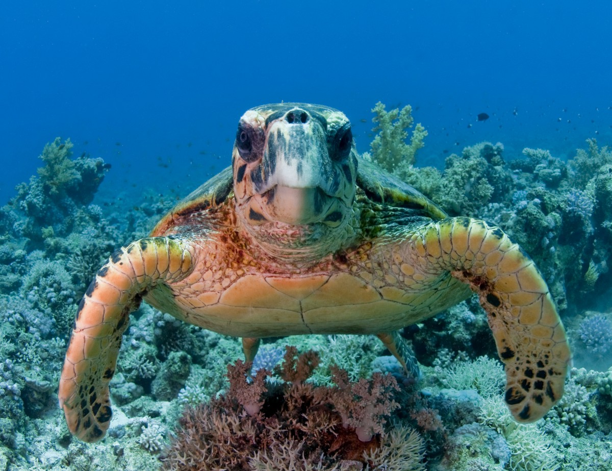 How air breathing diving animals hold their breath