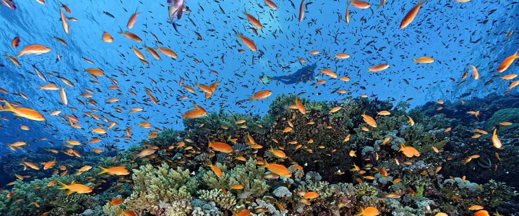 It’s a Famous Five-star itinerary of Red Sea marvels - Emperor Divers