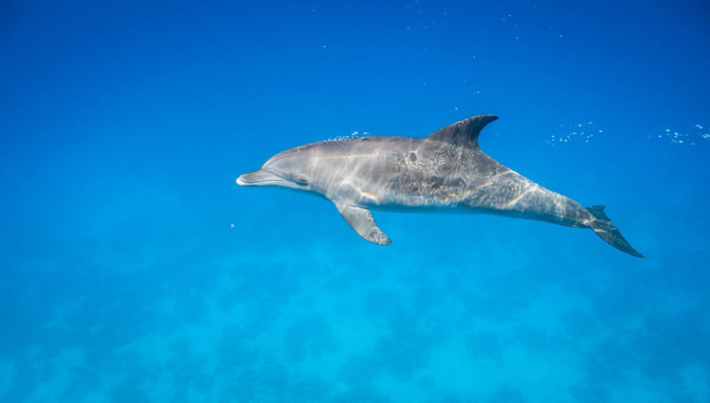 Discover the Fascinating Dolphins of the Red Sea | Dive into their World