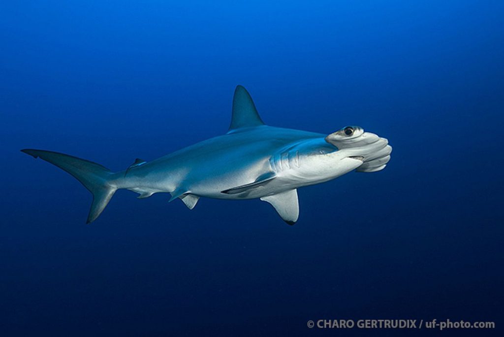 Diving Daedalus will offer a magical hammerhead experience - Emperor Divers