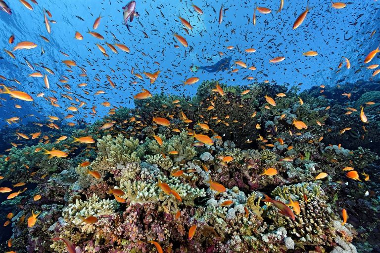 Best Time to Dive the Red Sea – Your Seasonal Guide