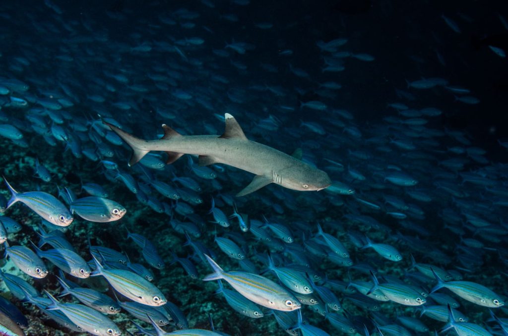 Watch the moon to get current news in the Maldives - Emperor Divers