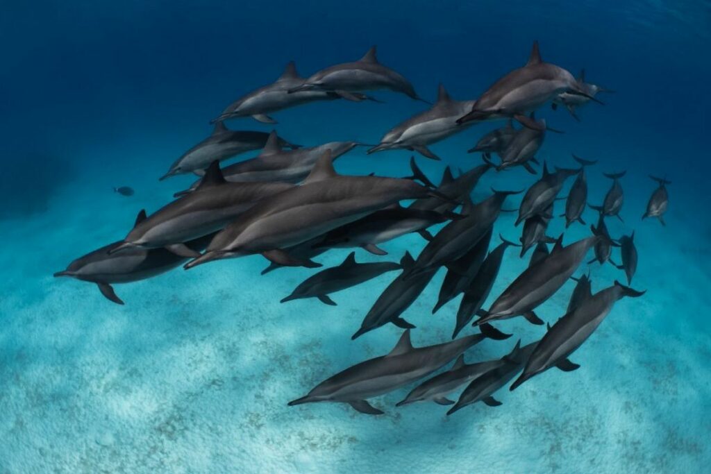 'Self-aware' dolphins are both cute and clever - Emperor Divers