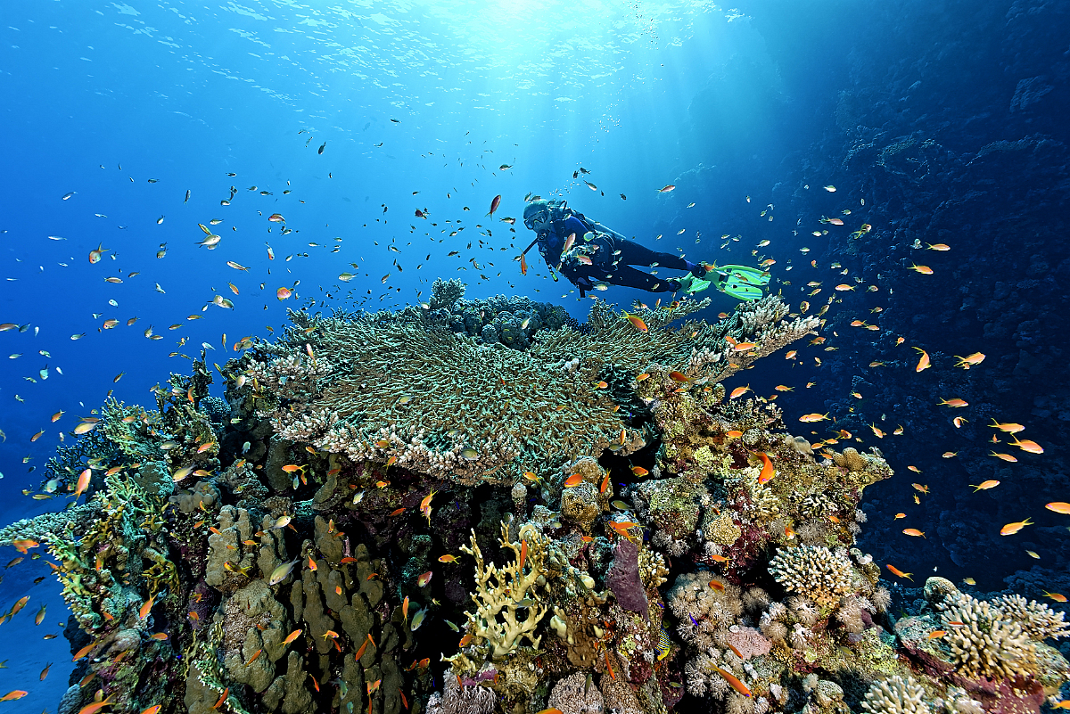 Discover Ras Mohamed National Park: A Paradise for Divers - Emperor Divers