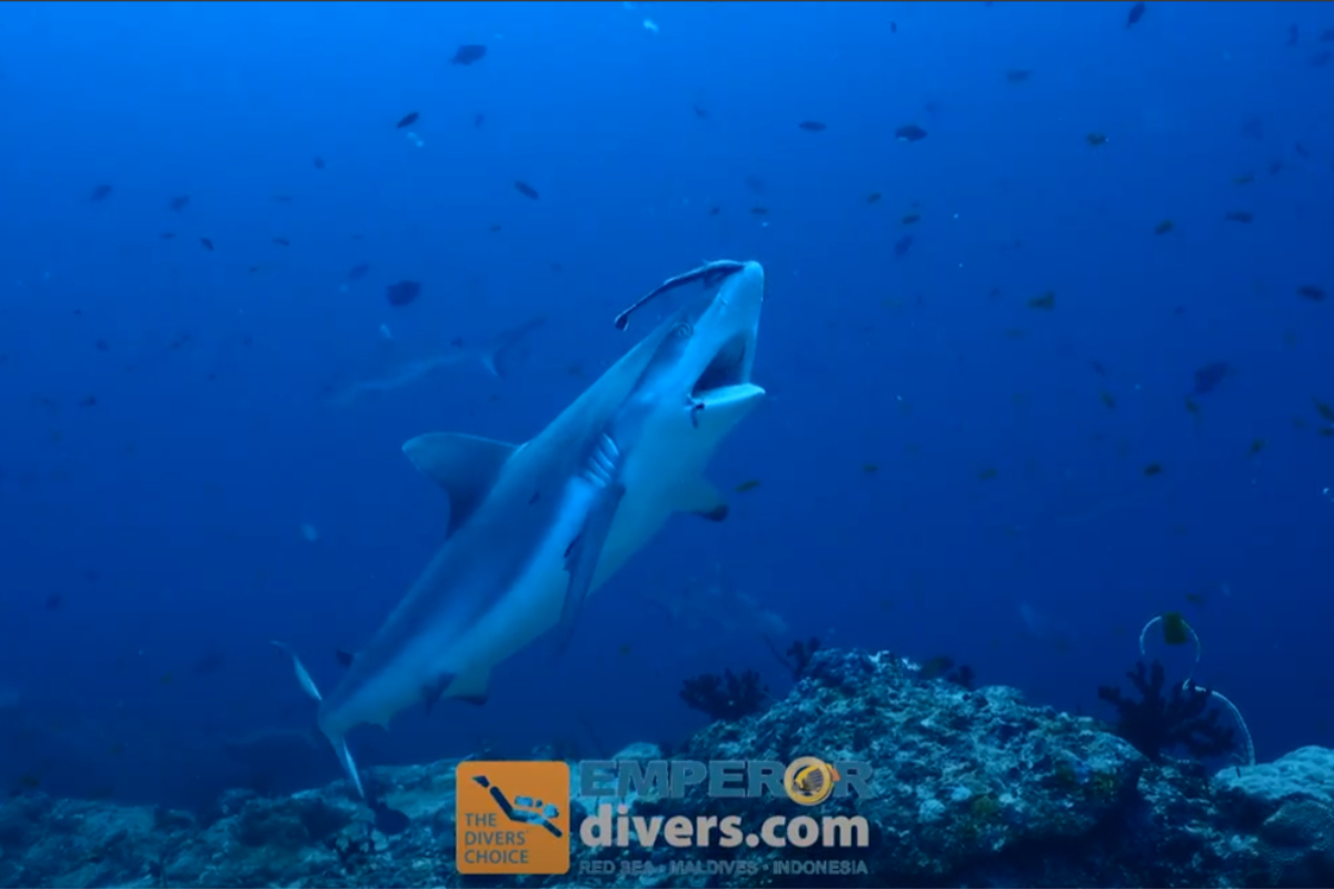 Discover the Fascinating World of Shark Cleaning Stations - Emperor Divers