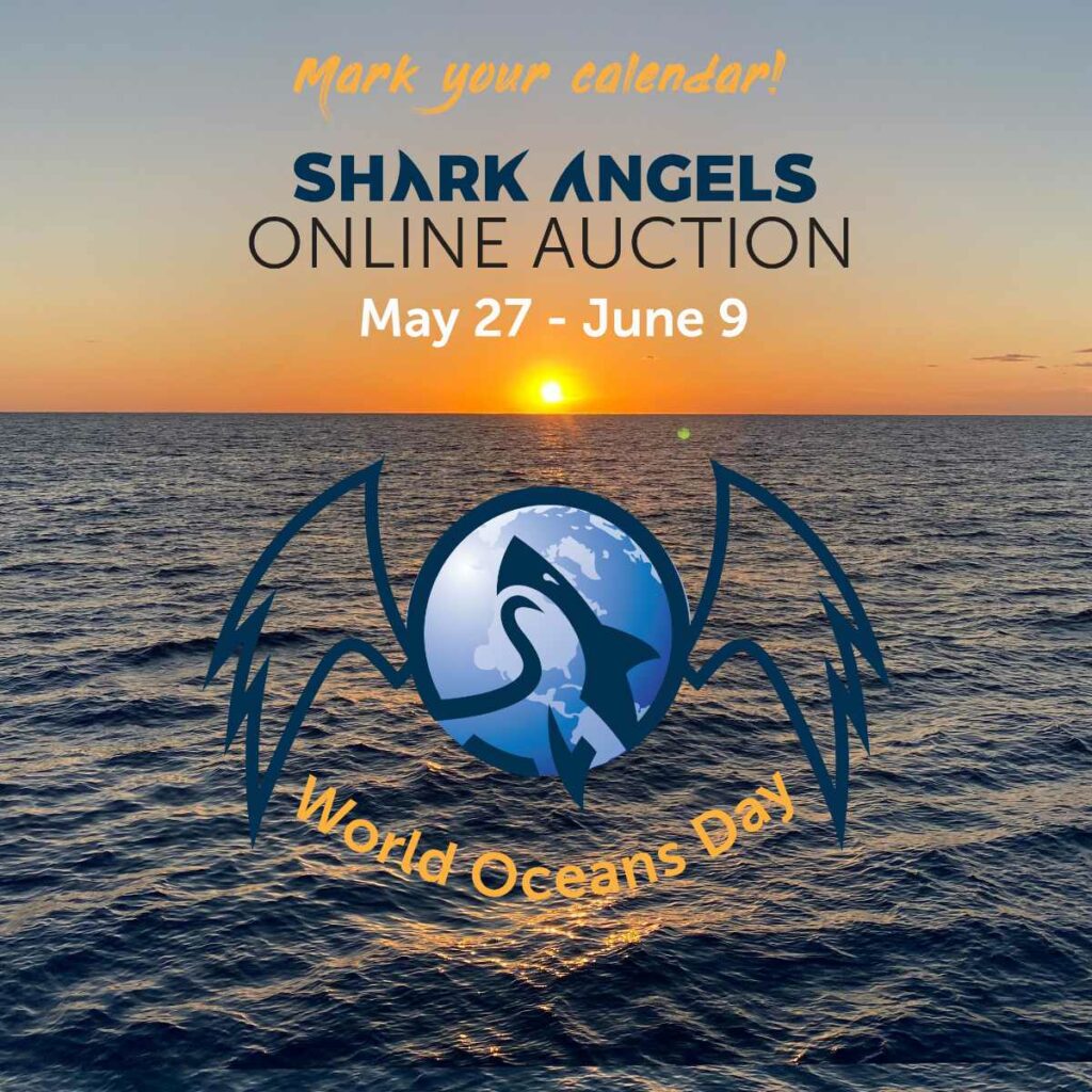 Support Shark Angels in Their World Oceans Day Auction - Emperor Divers