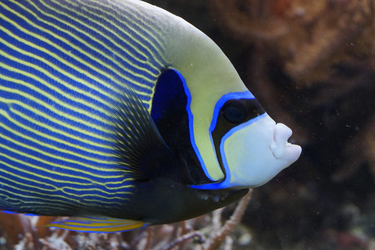 The Emperor Angelfish: A Majestic Marine Beauty | Emperor Divers