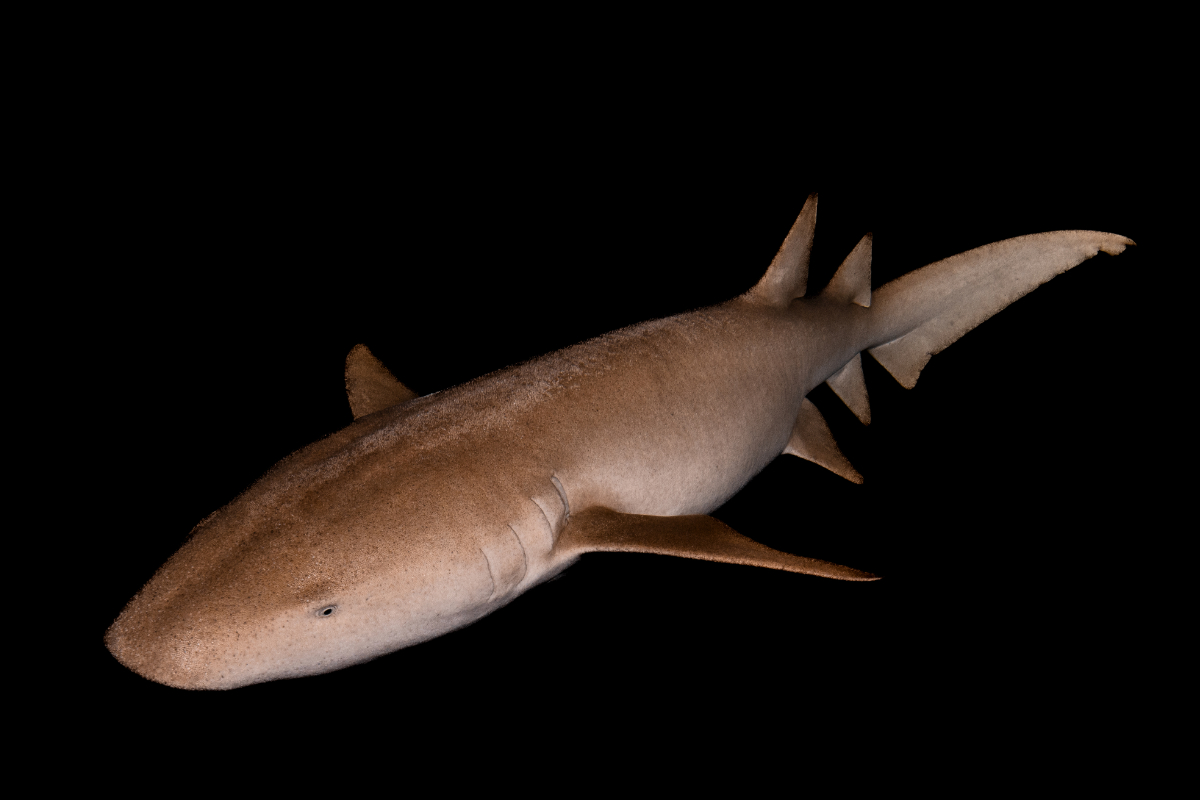 Nurse Shark Tawny Nurse Shark (Nebrius Ferrugineus), Maldives