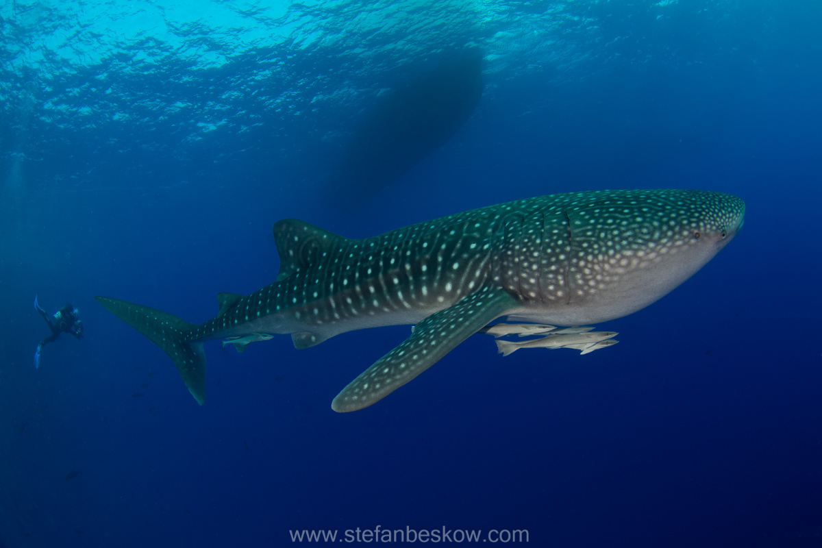 Stefan Beskow - a chance encounter with a baby whaleshark - Emperor Divers
