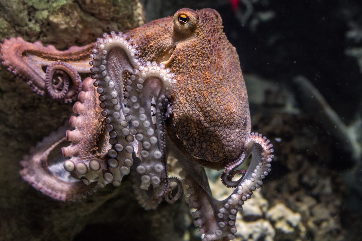The magnificent octopus and its highly-developed brain - Emperor Divers