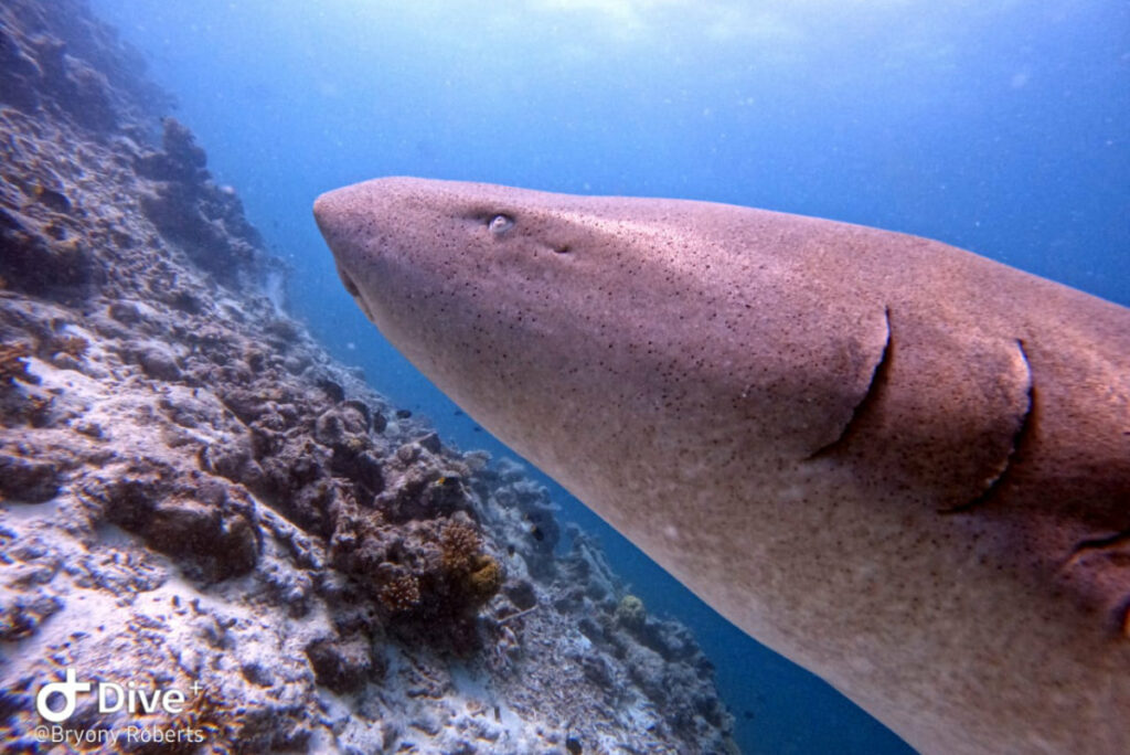 10 reasons the Maldives is the ultimate shark lover's paradise ...