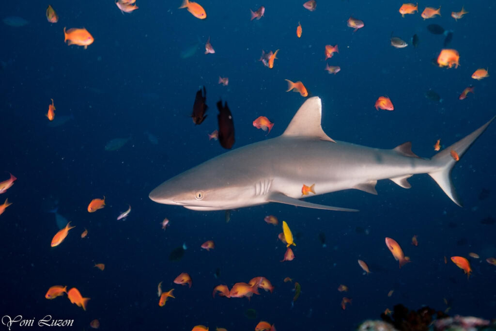 10 reasons the Maldives is the ultimate shark lover's paradise ...