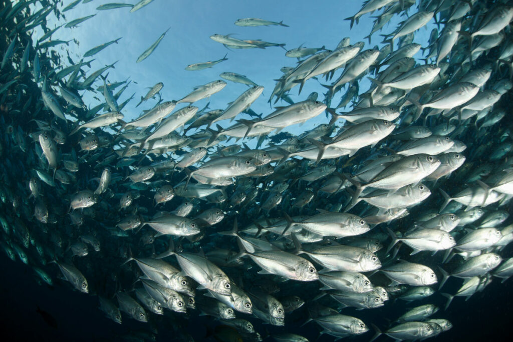 What are bait balls? - Emperor Divers