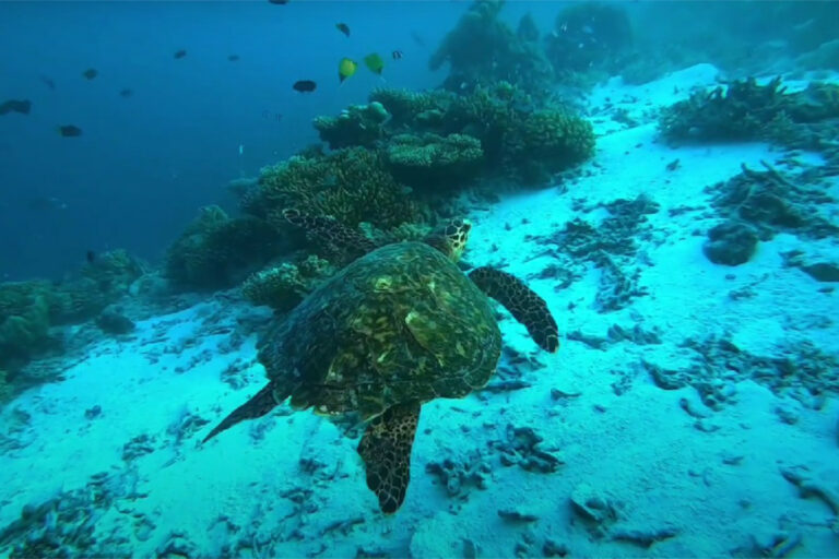 Diving Holidays with Emperor - Dive Resorts, Liveaboards & PADI Courses