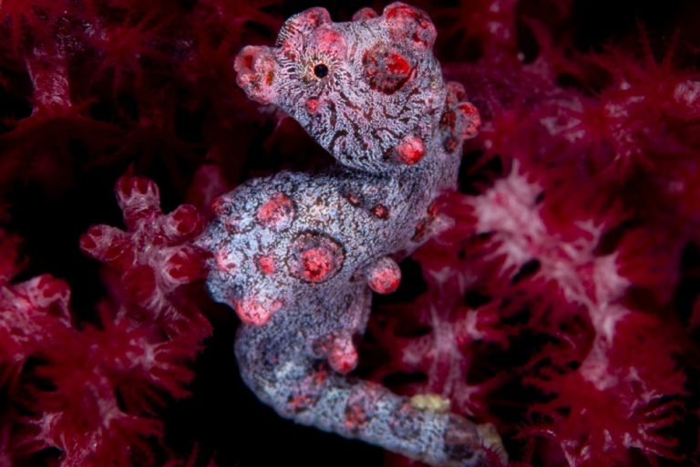 How tiny is a pygmy seahorse? - Emperor Divers